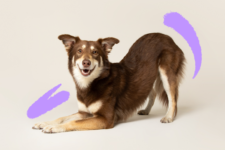 The 9 Biggest Dog Breeds in the World: From Cuddly to Impressive ...